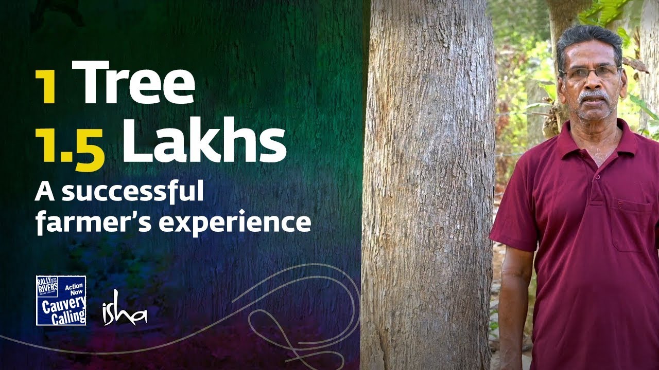 Plant Teak trees and Earn in Lakhs for sure - YouTube