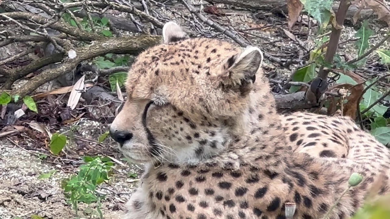 Cheetahs in Vienna: Lazy Valentino - YouTube