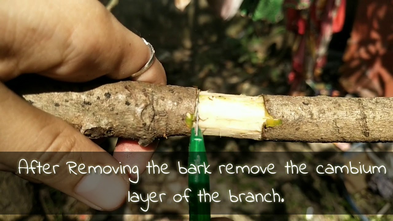 Marcotting a Mango Branch (EASY!) - YouTube