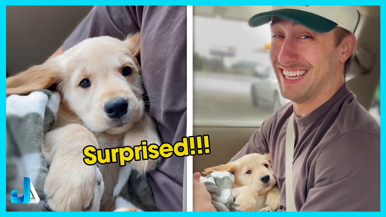 When You Surprise Your Boyfriend with a Puppy!🐶 Wholesome Surprise ...