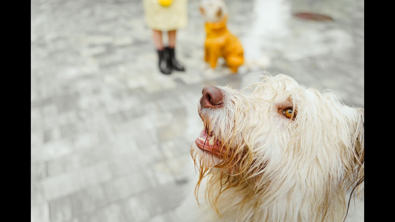 Can A Bearded Collie Eat Grapes? - YouTube