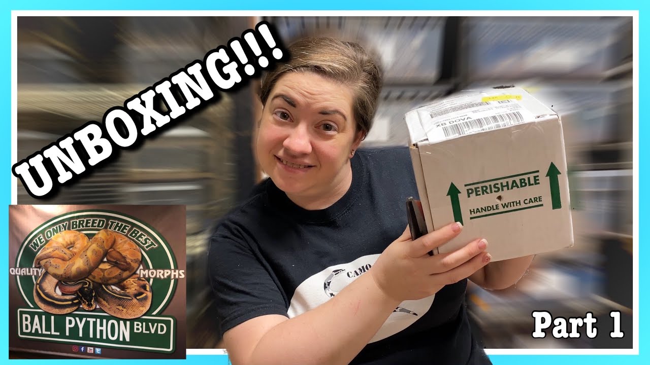 UNBOXING NEW BALL PYTHON FROM BALL PYTHON BLVD!!! Reptile Unboxing Part 1 | Ball Python Breeding ...