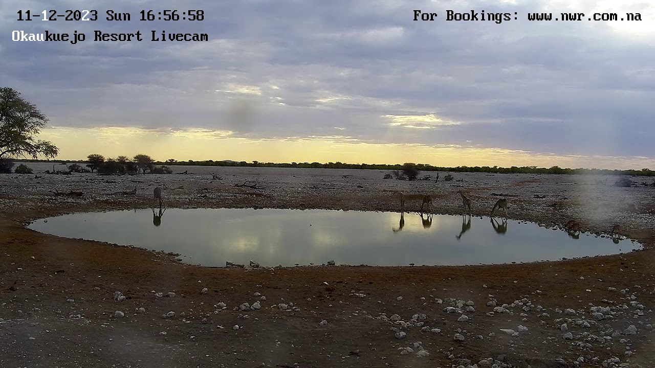 Okaukuejo Resort, Wildlife Waterhole: Live camera stream in the Etosha ...