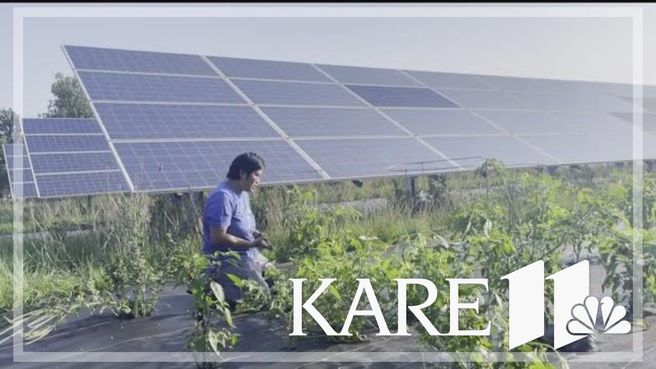 Pilot project mixes solar energy and traditional farming - Go IT