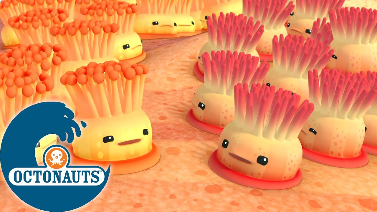 Octonauts - Les anémones ennemies | Dessins animés pour enfants - YouTube