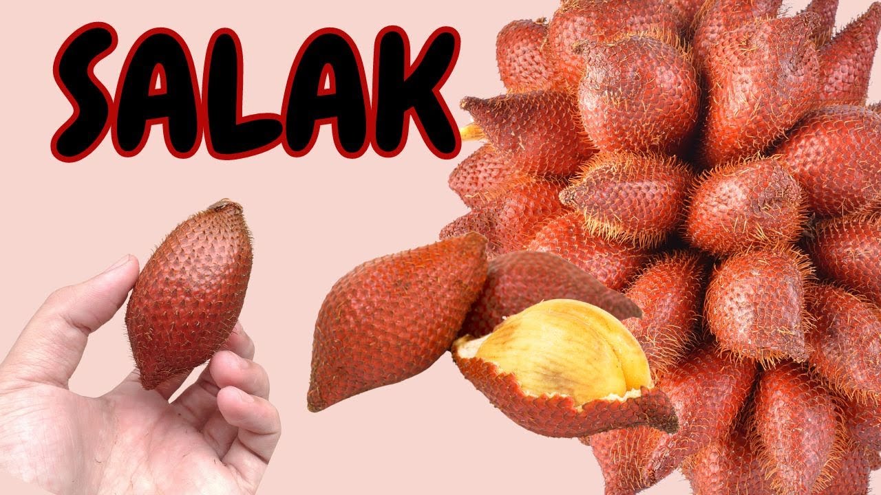 Salak A Deep Dive into the Snake Fruit Benefits #salak - YouTube