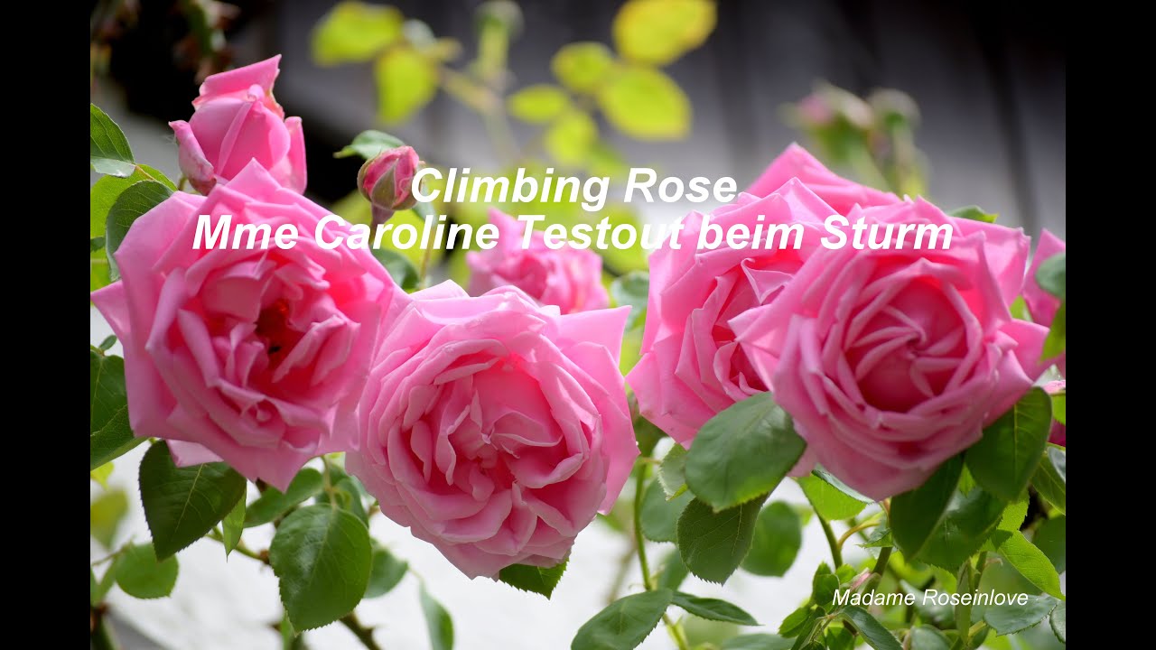 #11. Climbing Rose Mme Caroline Testout beim Sturm - YouTube