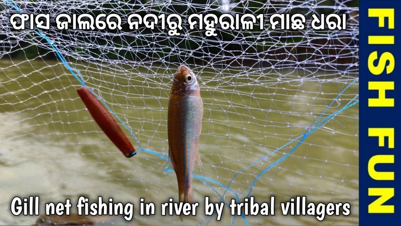 Tribal villagers gill netting from river to catch small protein rich fish - YouTube
