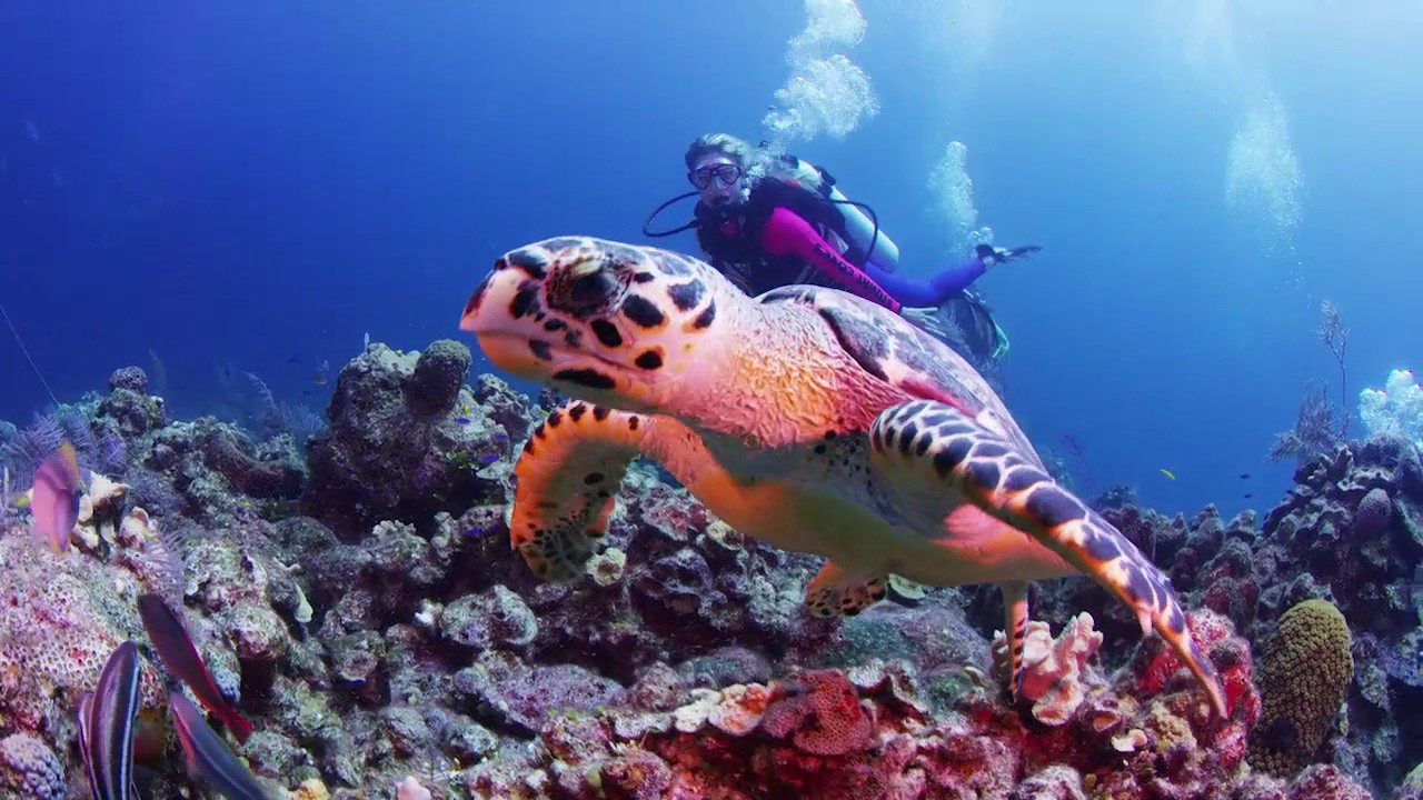 Diving a Living Rainbow of Corals at Razorback Wall - YouTube