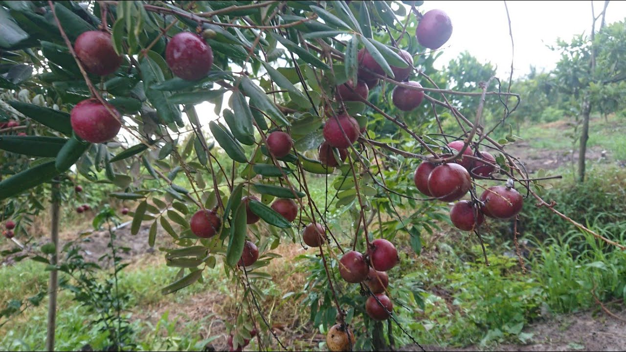 Thu hoạch nhãn tím || Harvest purple longan ||A TRỰC YOUTUBE - YouTube