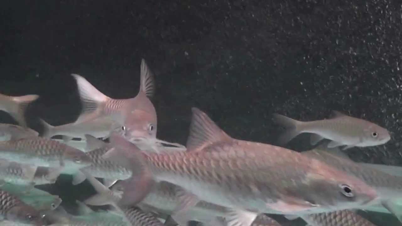 My Himalayan Golden Mahseer , Super Red Finn Mahseer (kelah Merah Bara ...