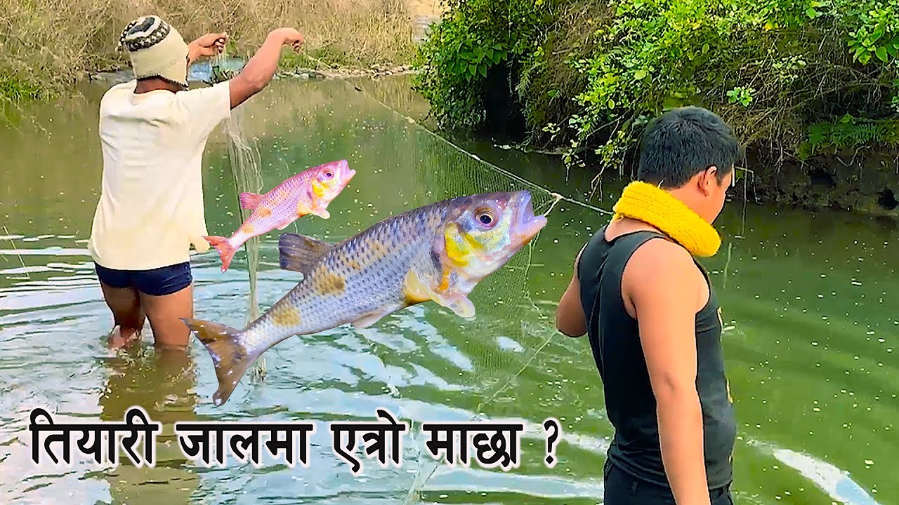 Easily Fish Traps on Tiyari Fishing Net / तियारी जालमा सजिलै माछा ...