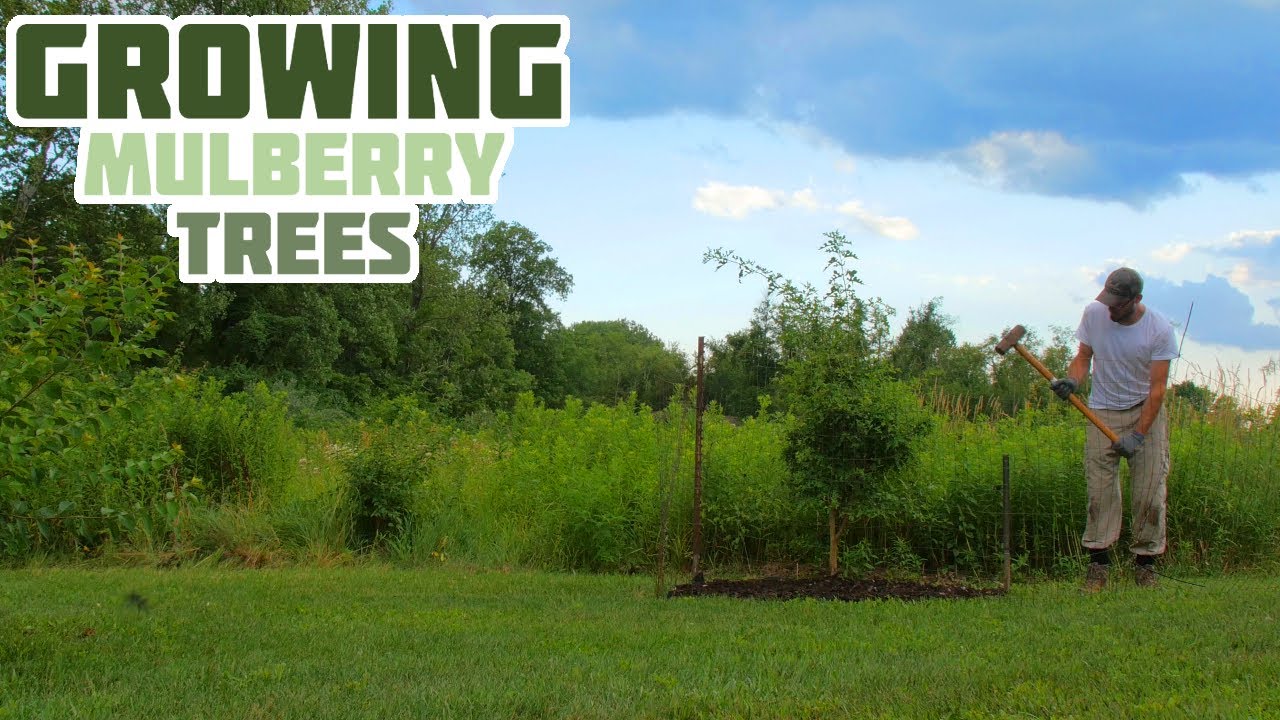 Foraging + Homesteading = I FOUND A MULBERRY TREE! - YouTube