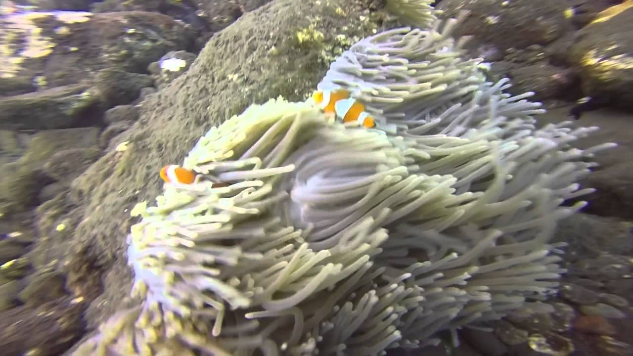 Seraya Secret - YouTube