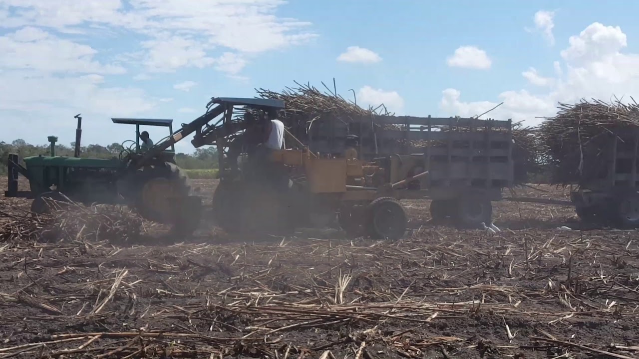 Sugar Cane Farming In Belize The Harvest YouTube sugar-cane-farming-in-belize-the-harvest-youtube