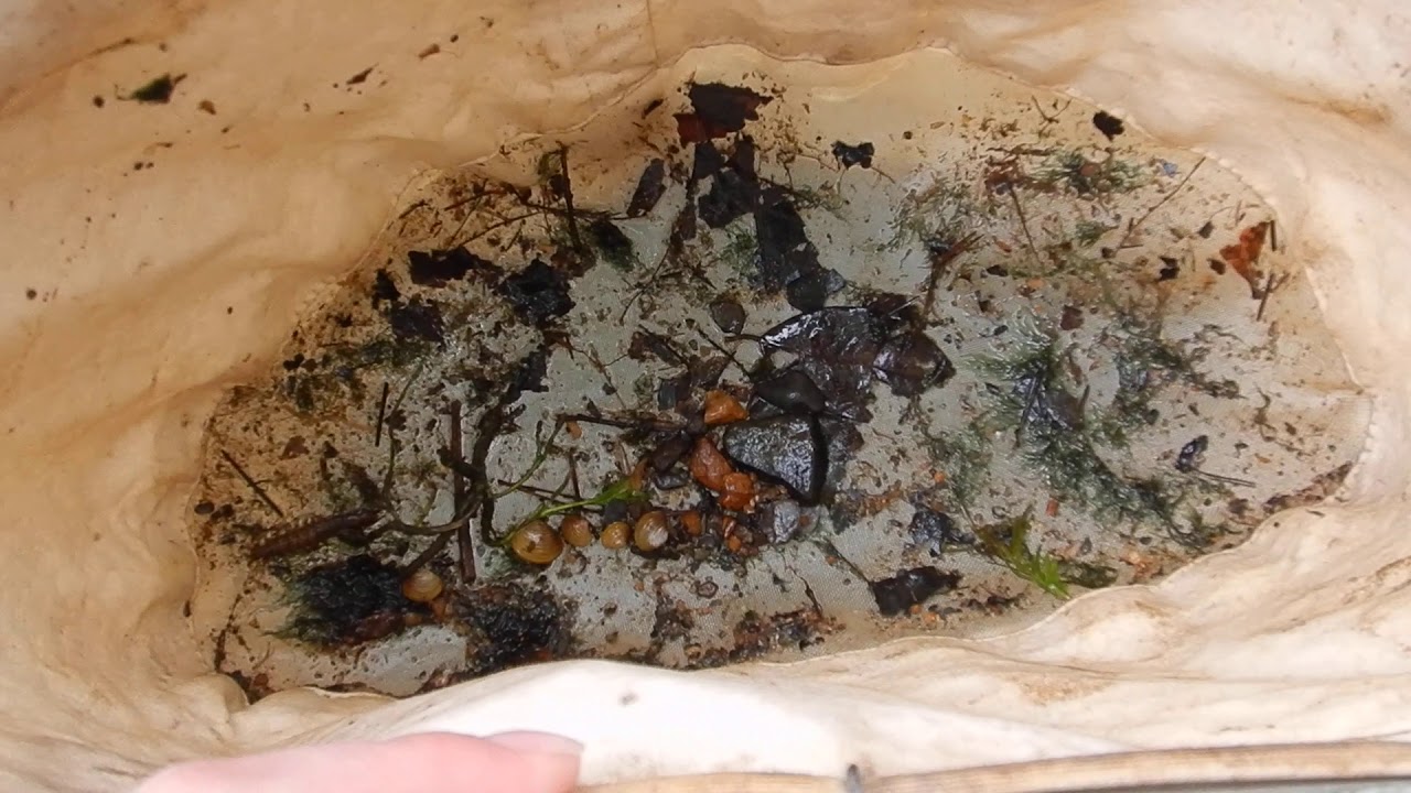 Macroinvertebrate sampling - YouTube