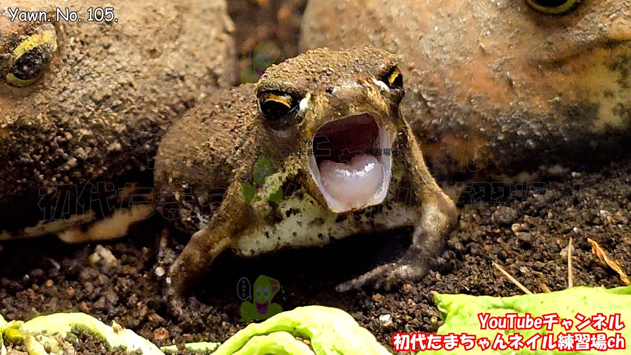 ｢Yawn. No. 105.」『あくび105番』The rain frog. Prince Akubi. アメフクラガエル🐸 あくび王子👑 ...