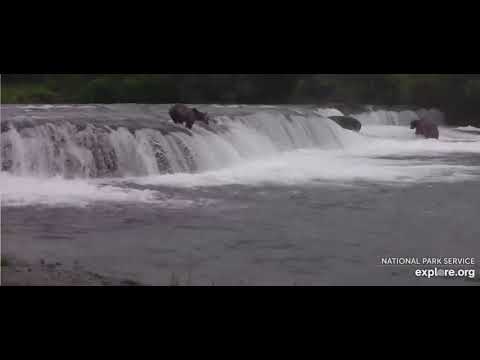 Bear 909 Jr. Catches A Salmon, Goes Over The Falls - YouTube