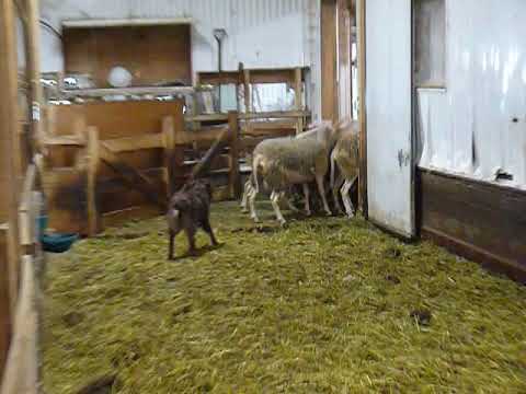 2019 Traite des brebis avec Barbara - YouTube