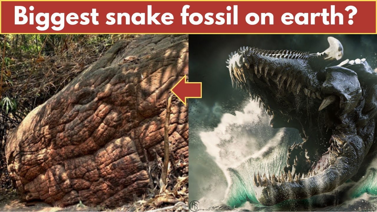 NAKA CAVE - BIGGEST snake fossil EVER FOUND! - YouTube