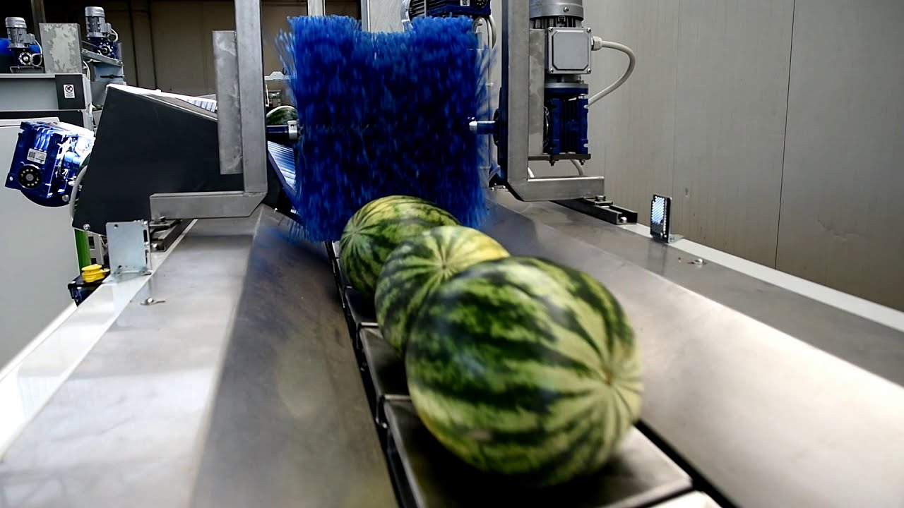 ICOEL - LINEA ANGURIE E MINI ANGURIE - YouTube