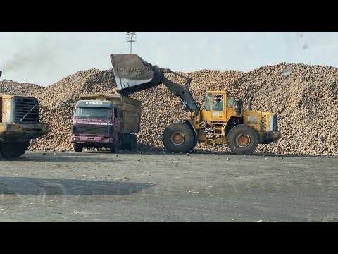 DEV KEPÇENİN PANCAR YÜKLEMESİ