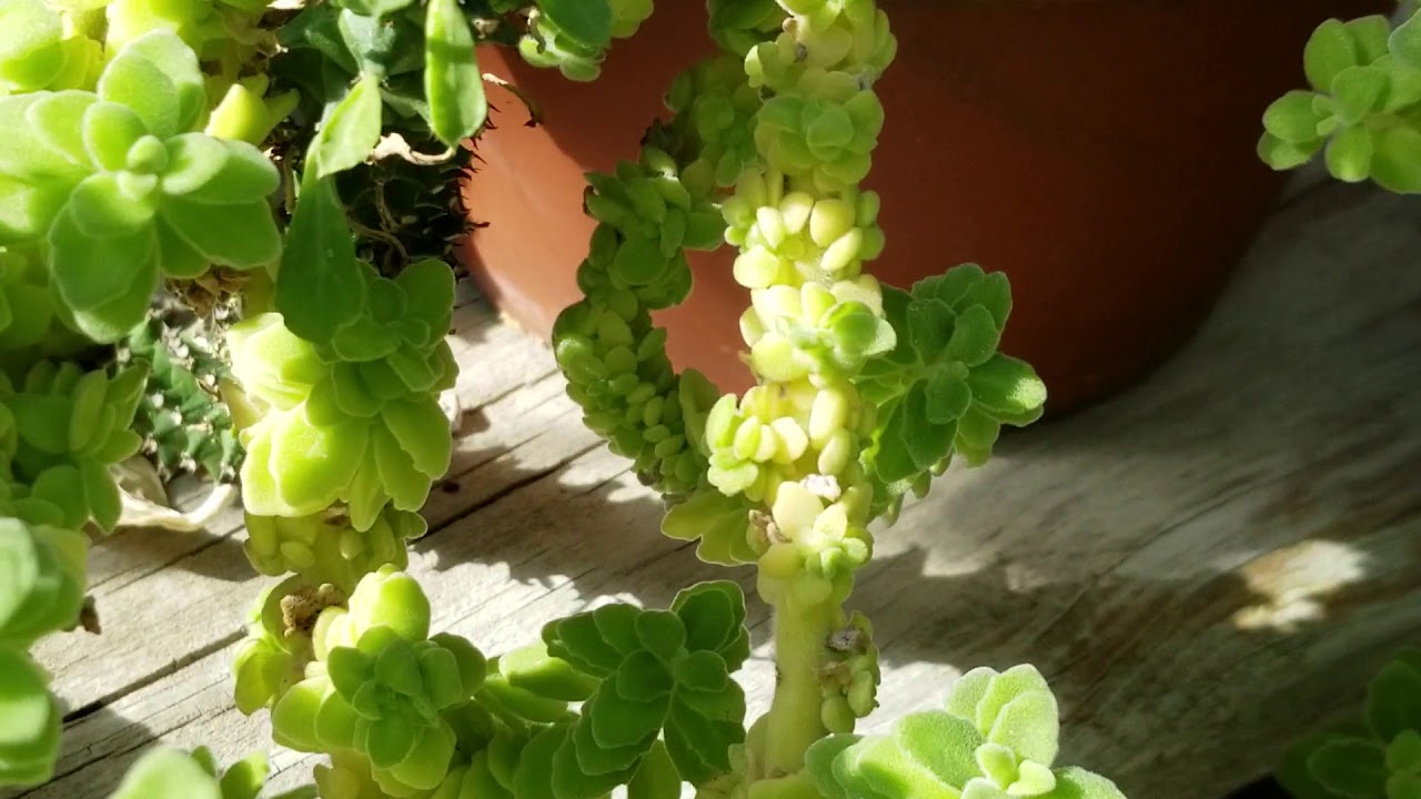 PLECTRANTHUS SP. CACTUS PLANT - YouTube