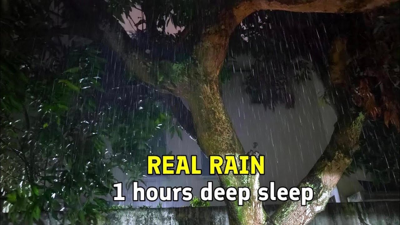 Real Rain Sounds for Deep Sleep | 1 Hours of Authentic Rain Ambience ...