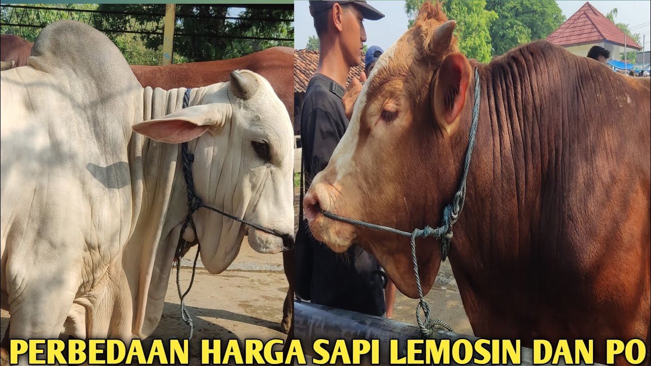 Perbandingan Harga Sapi PO Super Dengan Lemosin Super|| Sapi PO ...