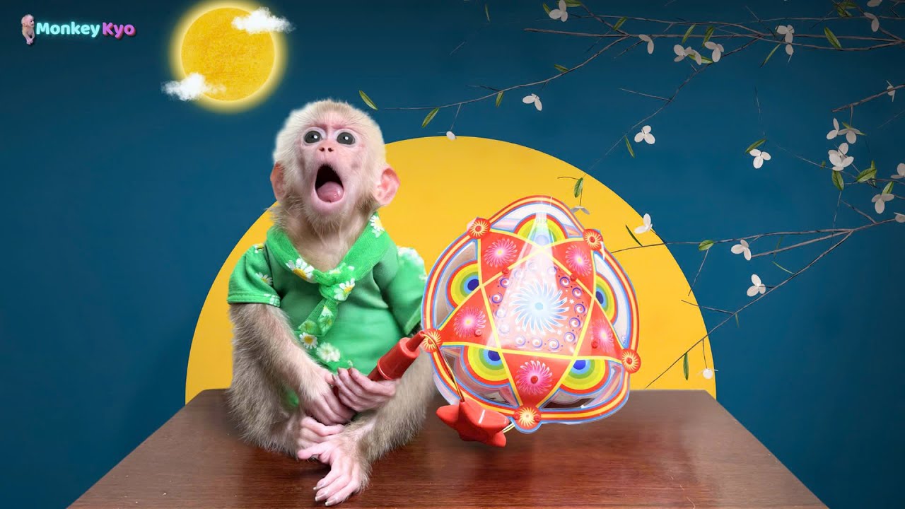Monkey Kyo is happy to receive a special Mid - Autumn festival gift ...