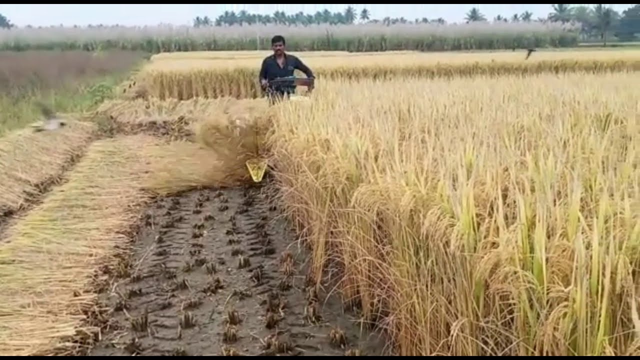 Paddy cutting machine, ಭತ್ತ ಕೂಯುವ ಯಂತ್ರ - YouTube