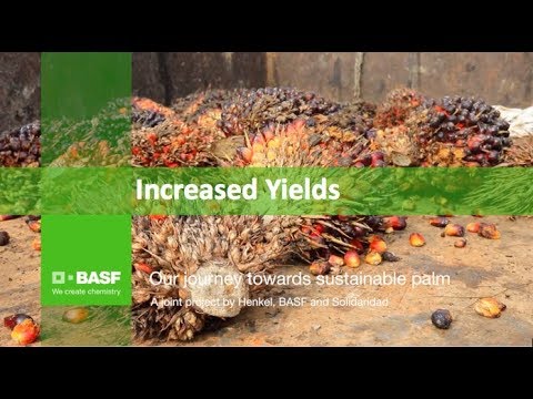 The Future of Sustainable Palm Oil – Increased Yields - YouTube