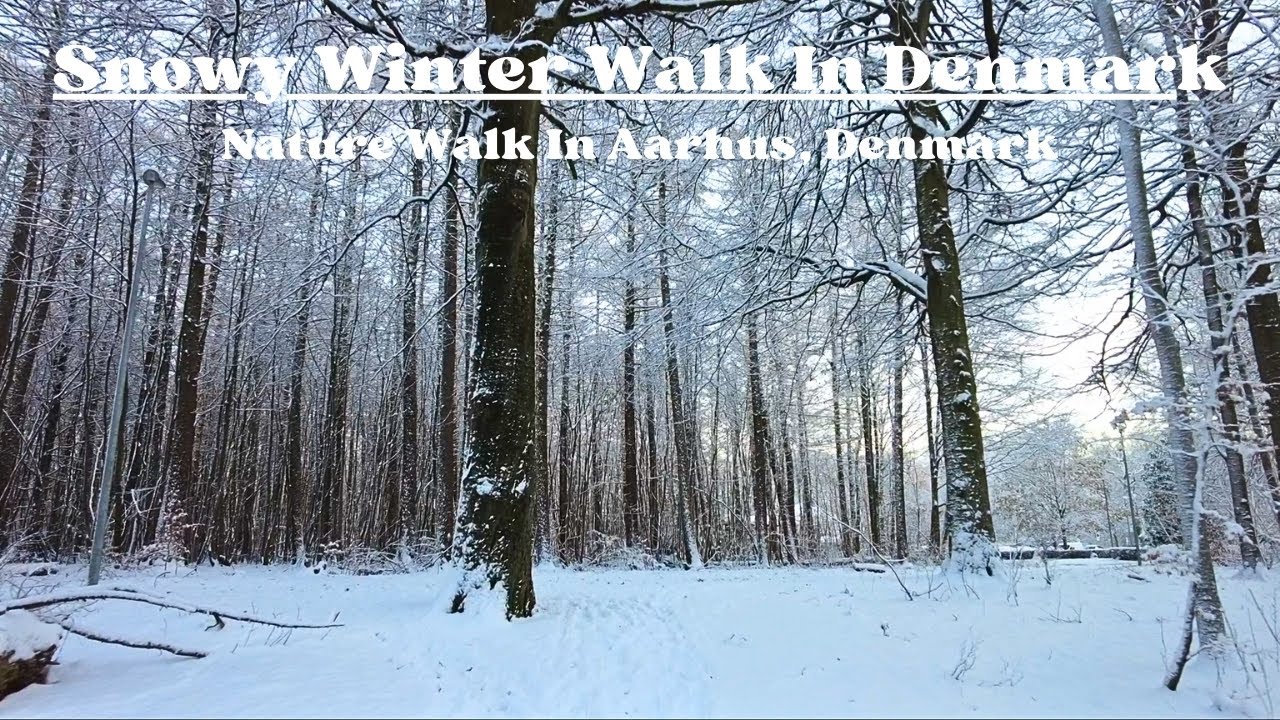 Snowy Winter Walk In Denmark - Nature Walk In Aarhus, Denmark ...