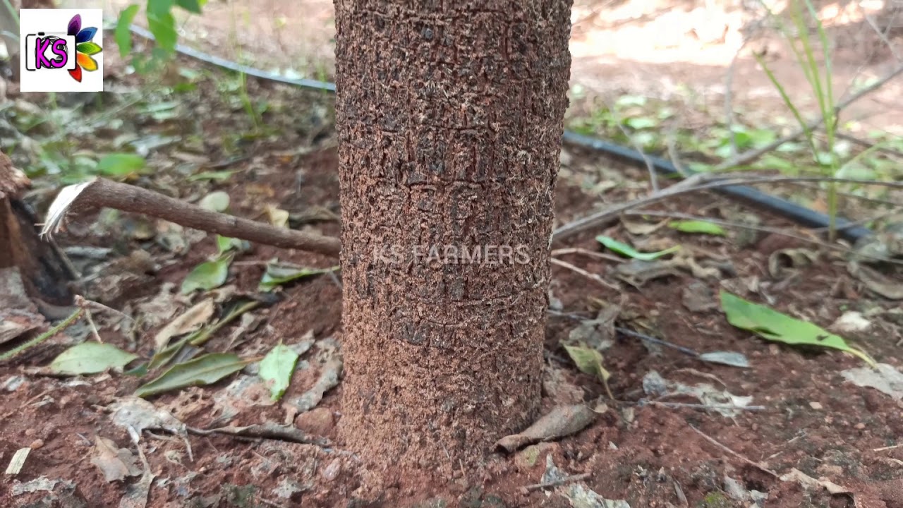 SANTHANA MARAM VALRPPU SANDALWOOD TREE - YouTube