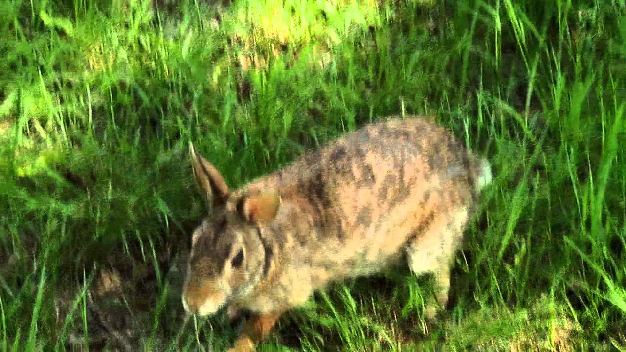 Funny Rabbit Flips Out - YouTube