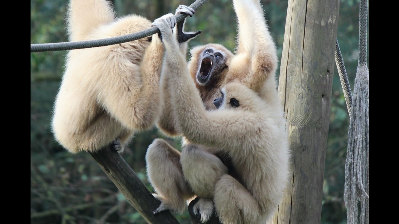 Withandgibbons geluid, zang / Lar Gibbons sound,sing : Olmense Zoo ...