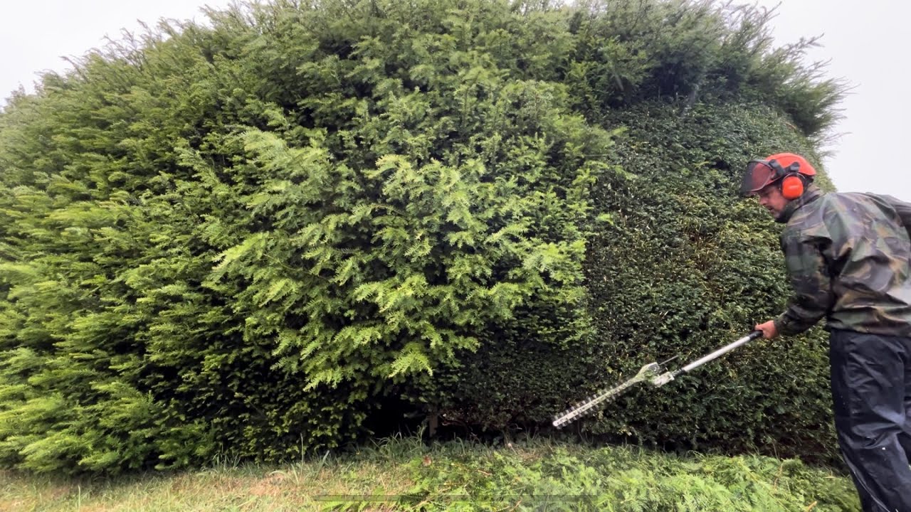 Homeowners Yew Hedges/Shrubs had Not been Trimmed for 3 Years! ( Messy ...