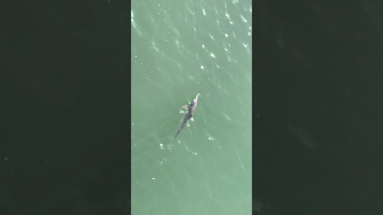 Shark caught off Naples Pier - YouTube
