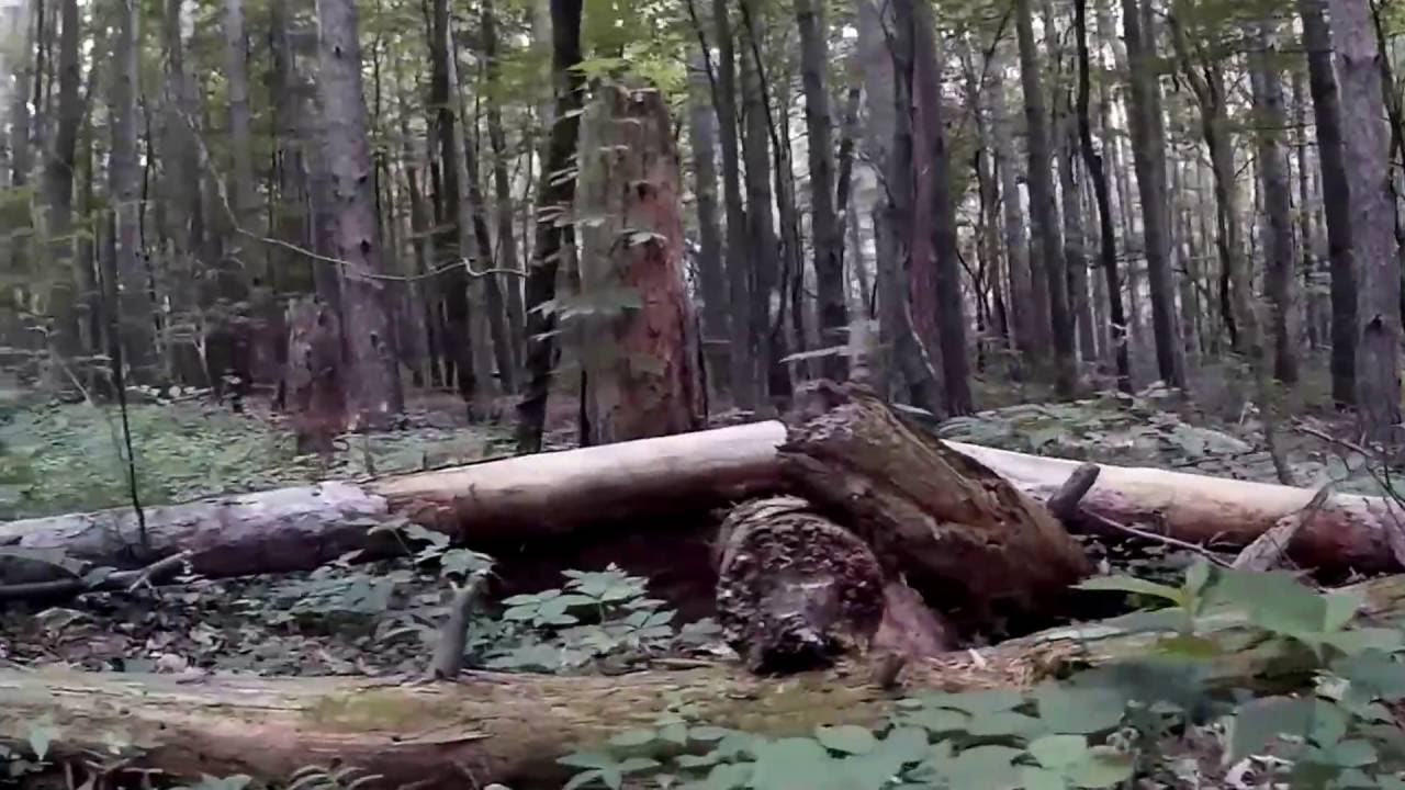 Stinchfield Woods - Summer morning - YouTube