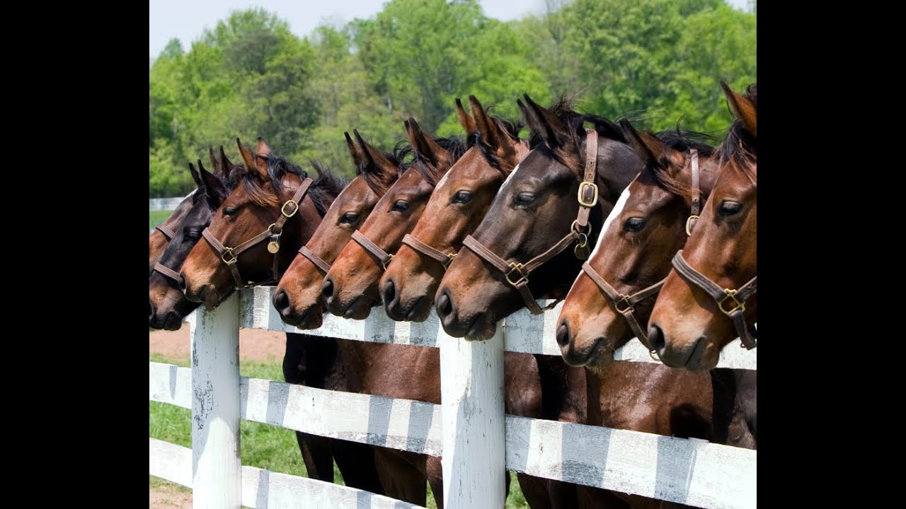 WARNING Prophetic Dream: The Call To The Warrior (Kim Chadwell #185 ...