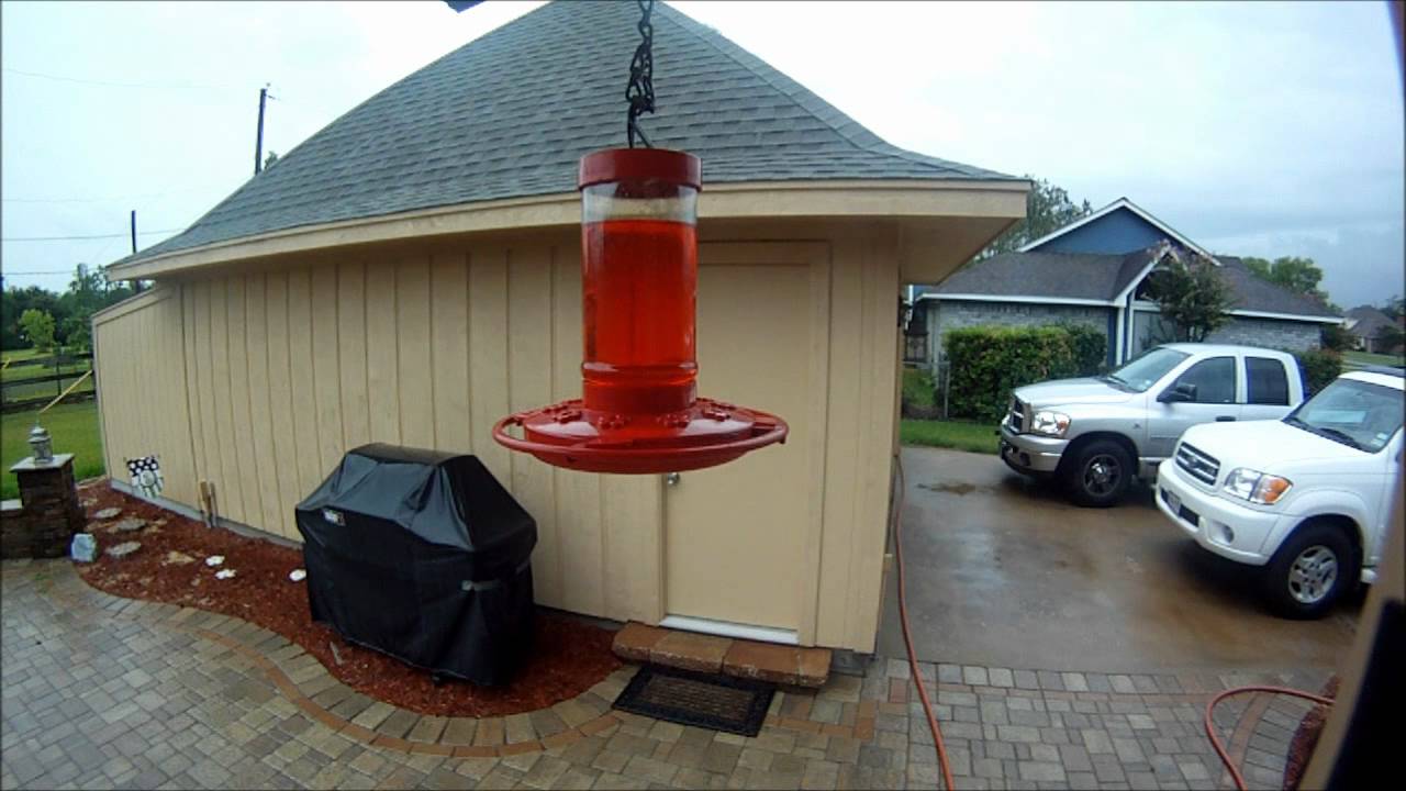 Hummingbird in Slow Motion with GoPro Video Camera - YouTube