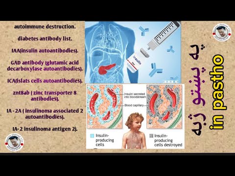 Diabetes antibody/IAA test(insulin antibodies/GAD antibody/ICA test ...