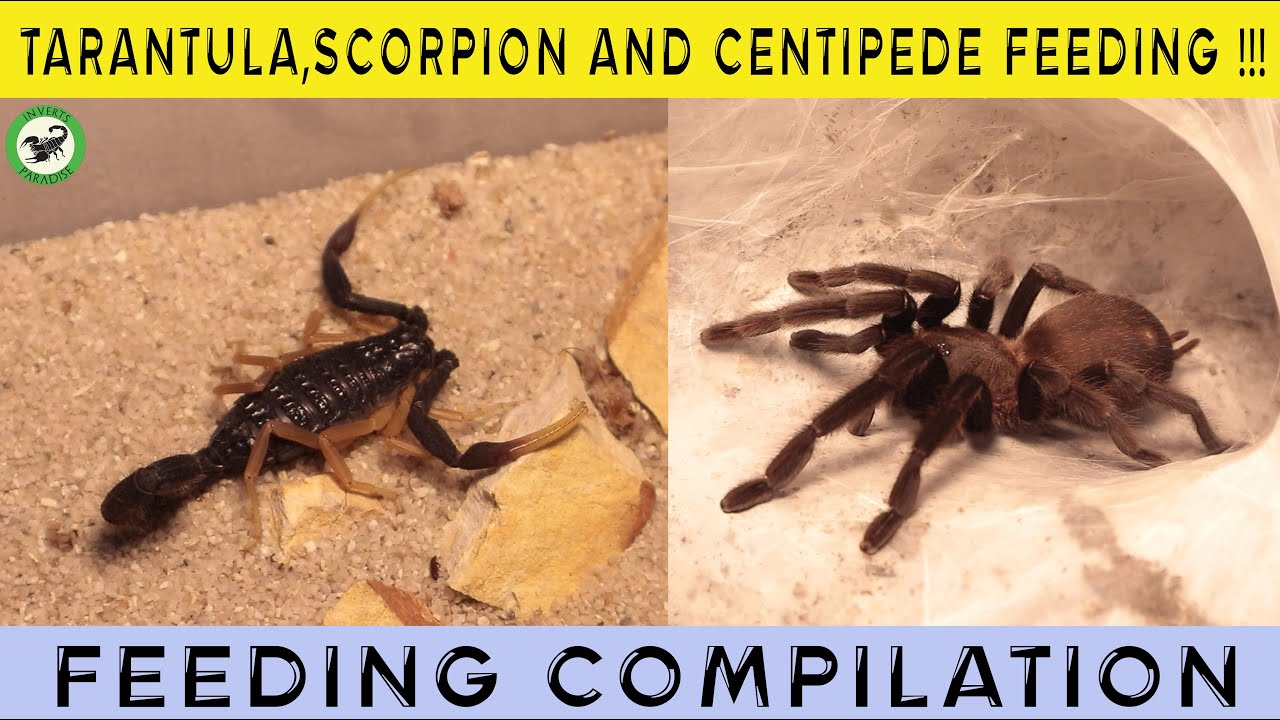 Tarantulas, Scorpions, and Centipedes feeding compilation!! CRAZY ...