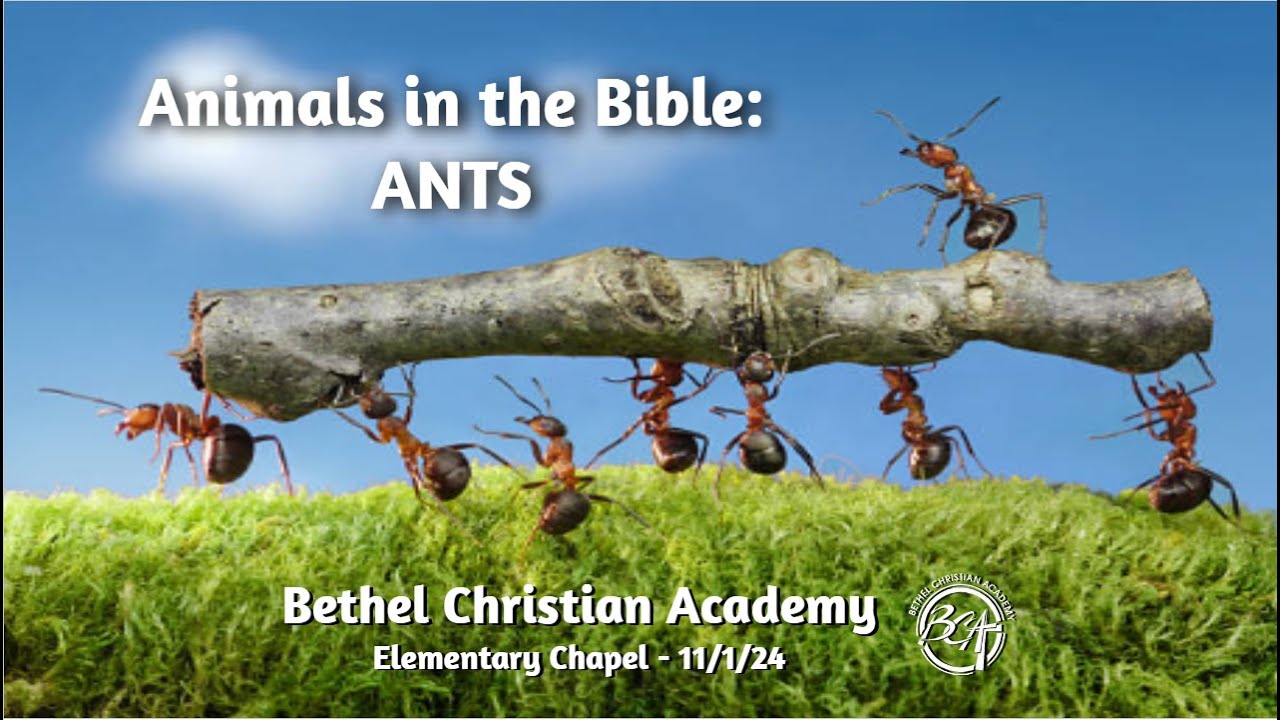 Animals in the Bible: Ants - YouTube
