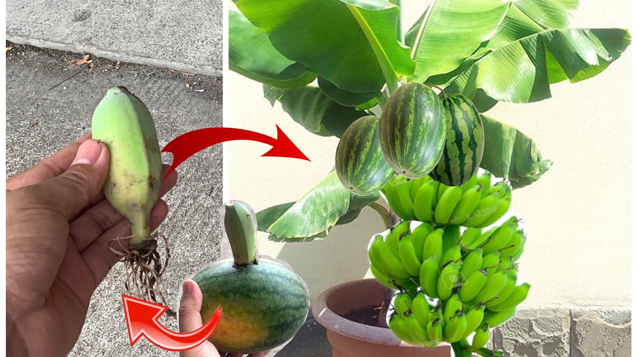 Unique How to grow bananas in watermelon,Bananas growing with ...