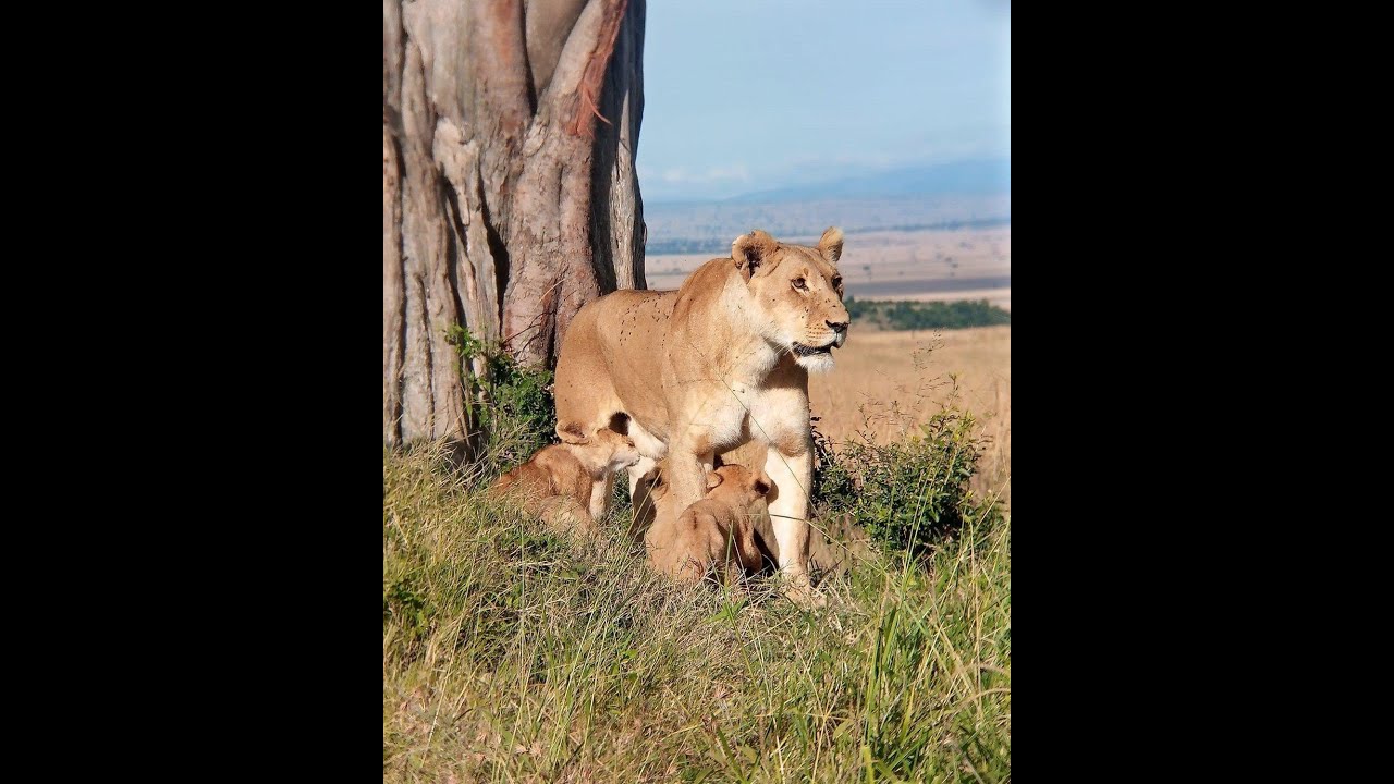 This pride of lions dominates the wild, striking fear into any animal ...