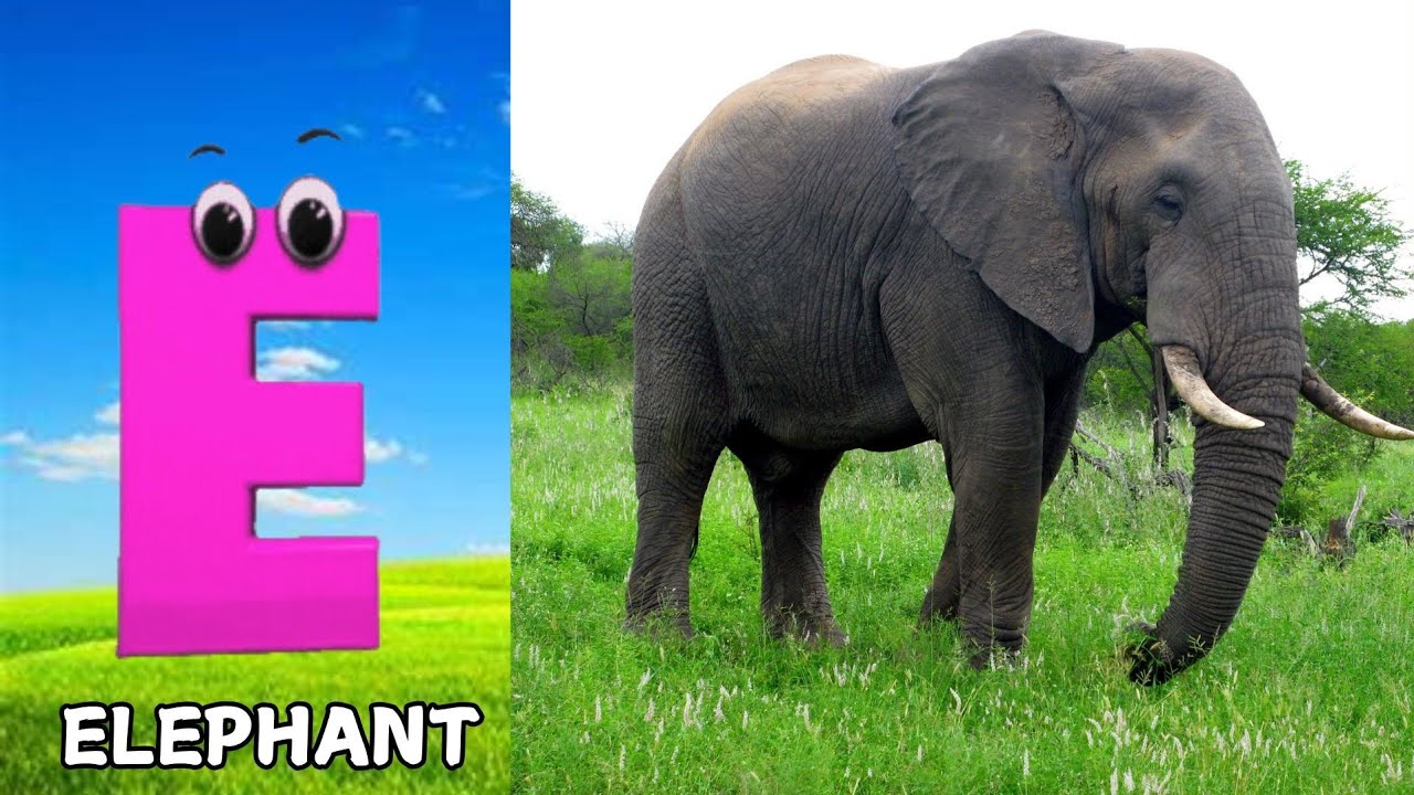 Alphabet Animals Song | Learn the ABC Alphabet Animals Song for Kids ...