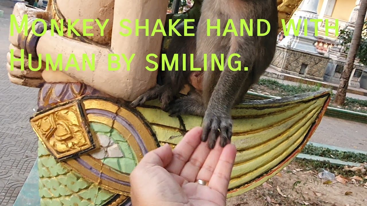 Monkey shake hand with Human by smiling Smiling. - YouTube