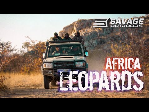 Leopard Hunt in Namibia - Africa