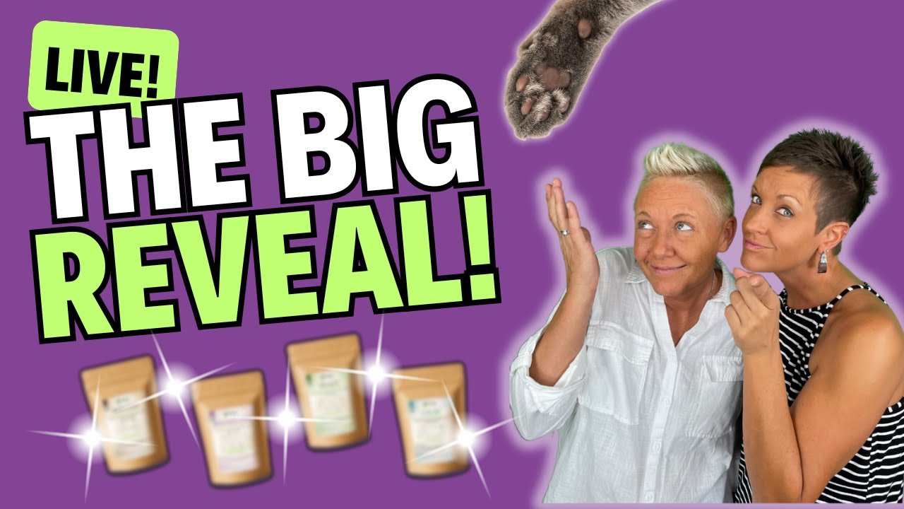The Cat’s Outta the Bag - Live Launch REVEAL! - YouTube